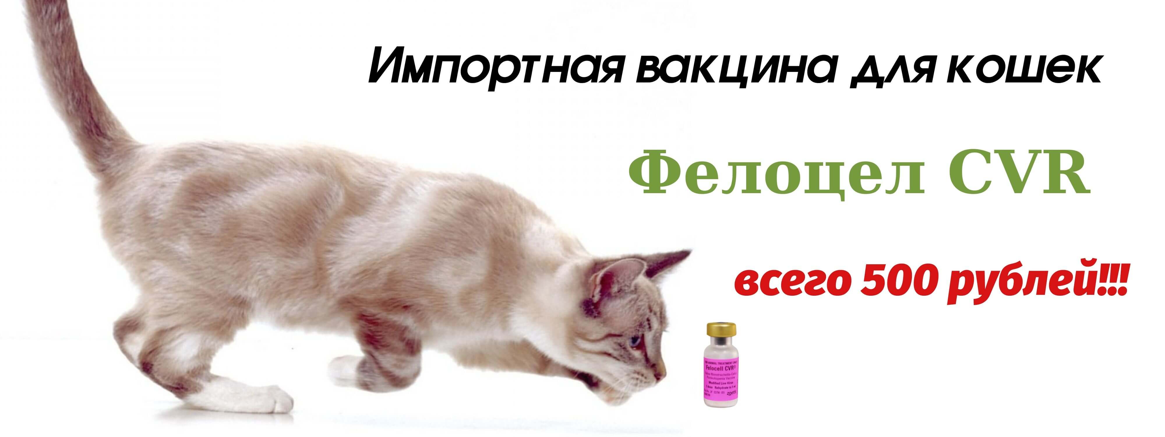 Ветеринарная клиника Мир животных в Воронеже